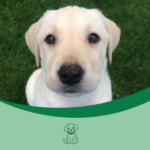 Home - Tamar Vets